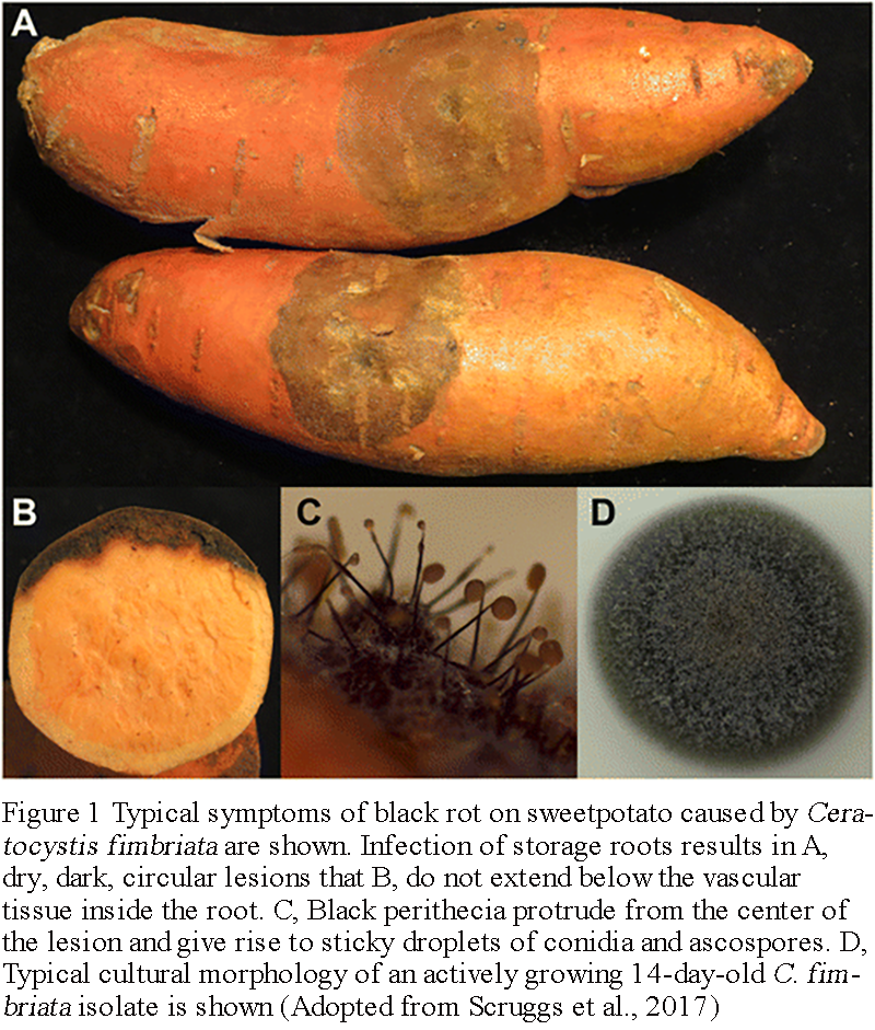 Research Insight into Sweet Potato Resistance to Black Rot and Viral ...