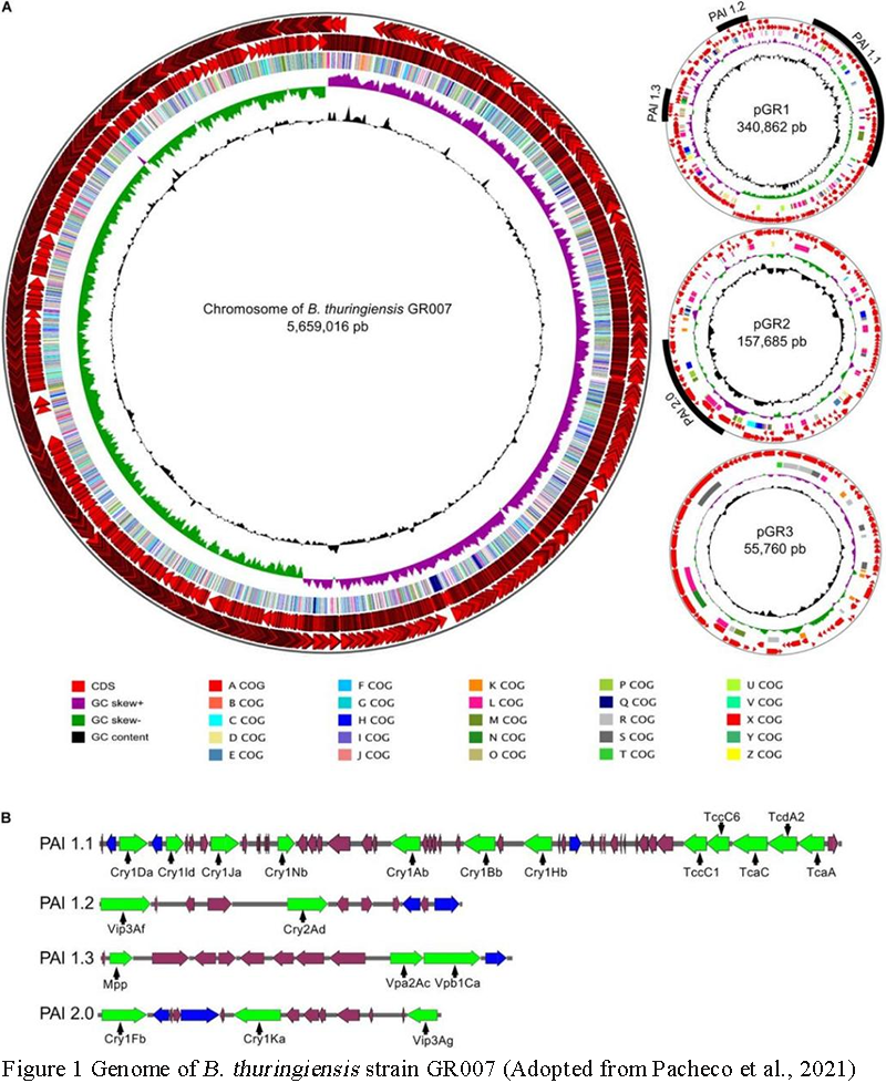 Functional Genomics of Bt: Unveiling Key Genes for Insecticidal ...