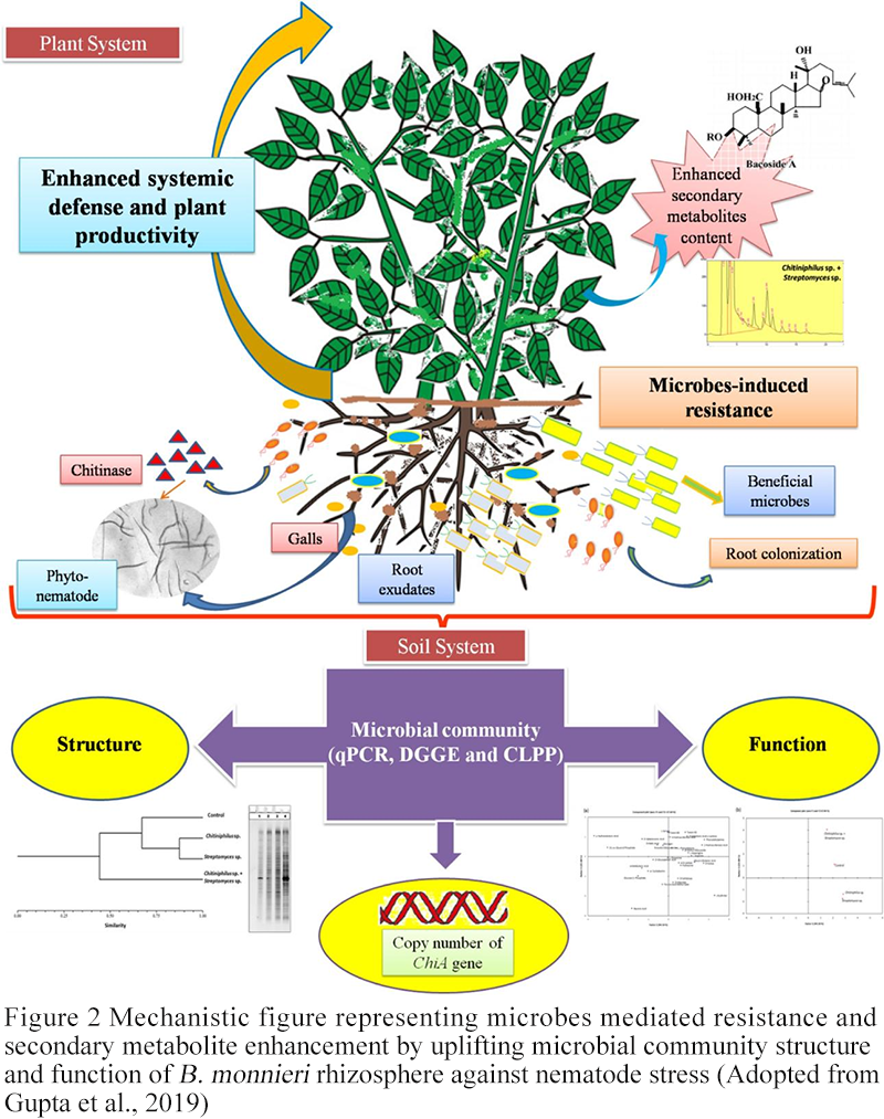 Rhizosphere Microbial Interactions and Their Impact on Kiwifruit Health ...