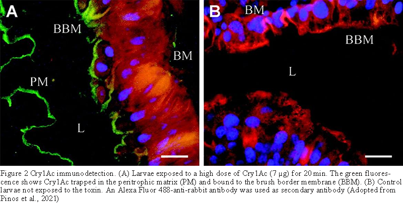 Functional Genomics of Bt: Unveiling Key Genes for Insecticidal ...